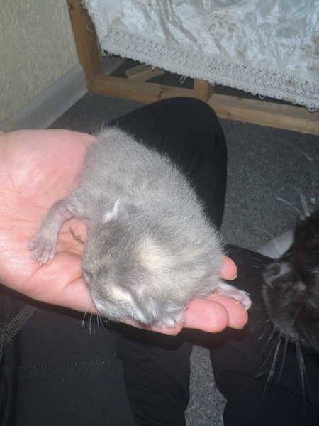 skotish+tobby/скотиш+тоббй