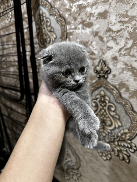 Шотландский кошка