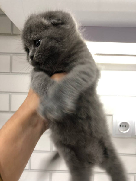 Скоттиш фолд котенок