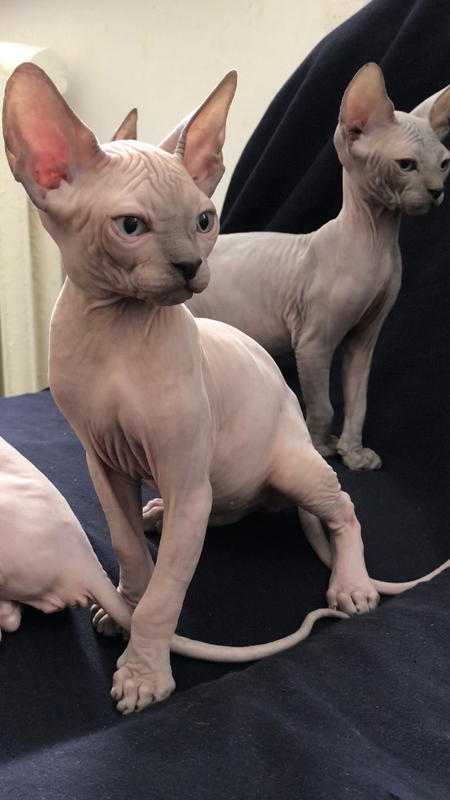 Продаются котята сфинкс