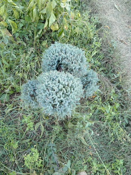 Italiya va Turkiya archalari