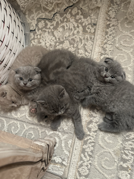 Чистокровные котята 100%