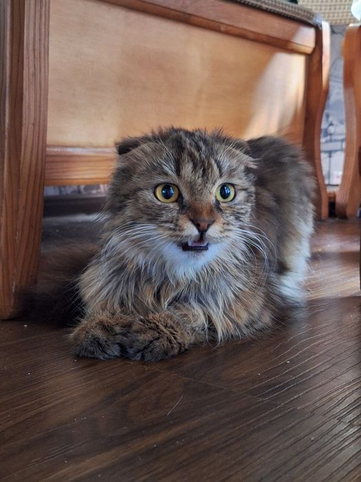 Scottish fold highland