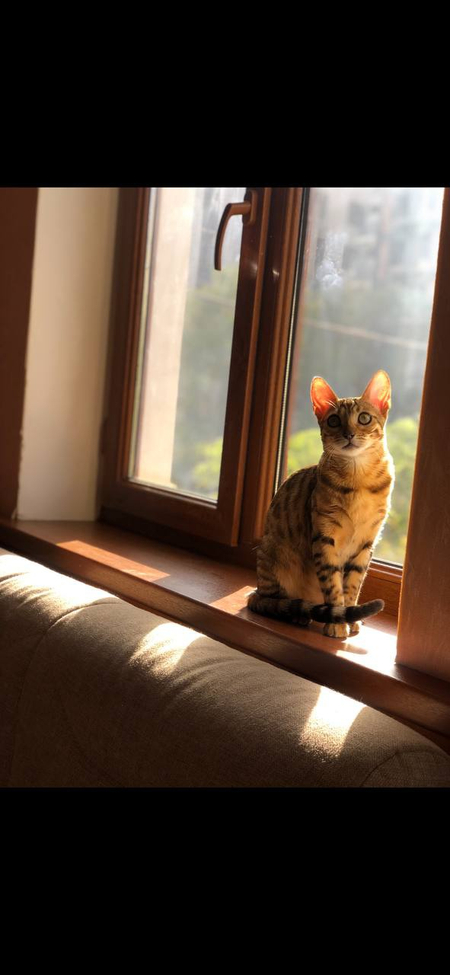 Tozza qonli Bengal zotdor mushugi sotiladi narxi kelishtiriladi