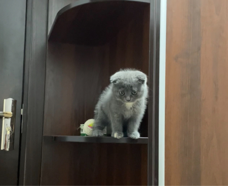 Скотши фолд 2 ойлик