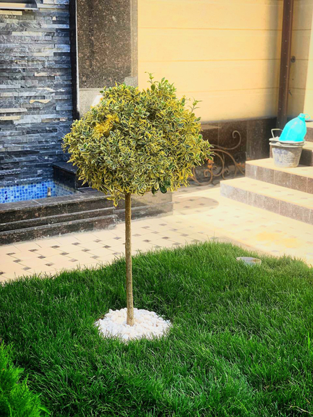Sifatli gazon hizmati