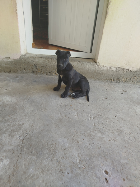 Pidbull kuchuk sotiladi 200$ barteram bor yaxshi narsa bulsa