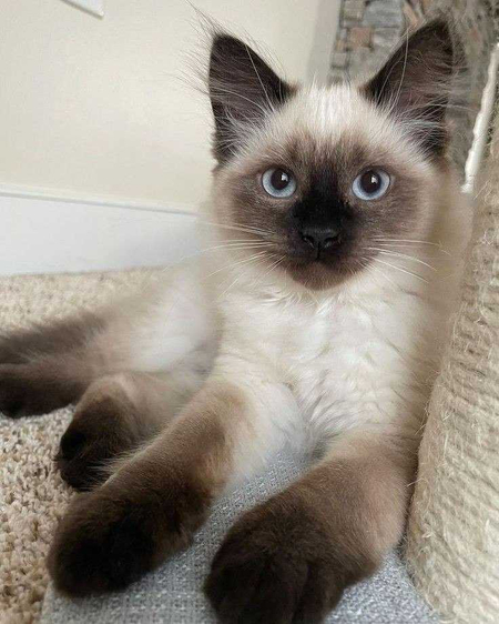 Сиамские  котята