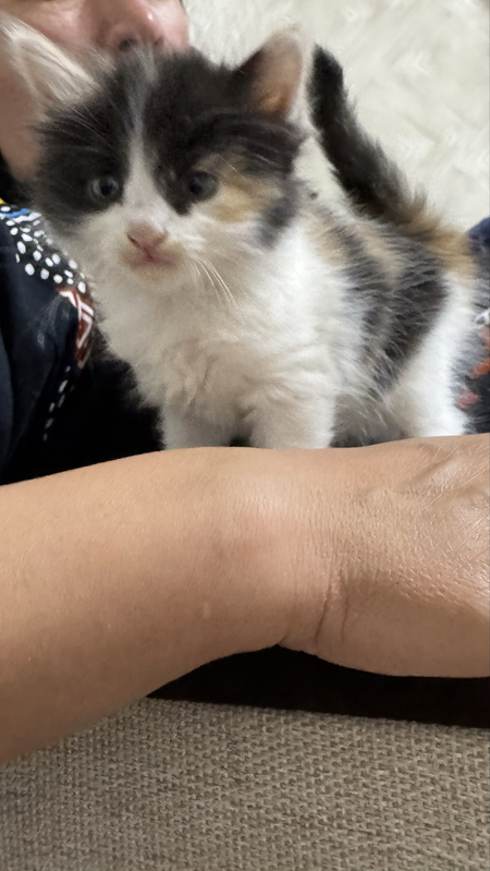 Котенок 1,5 месяца продаётся