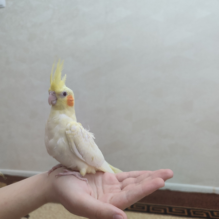 Корелла папугай болалари
