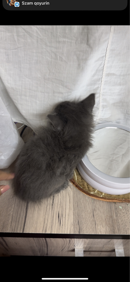 Пушистый котёнок девочка