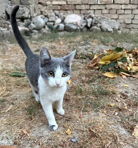 Срочно ищем дом для котят!