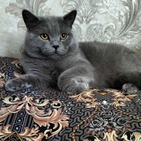 Ищу свою пропавшую кошку.(есть Большое вознаграждение)