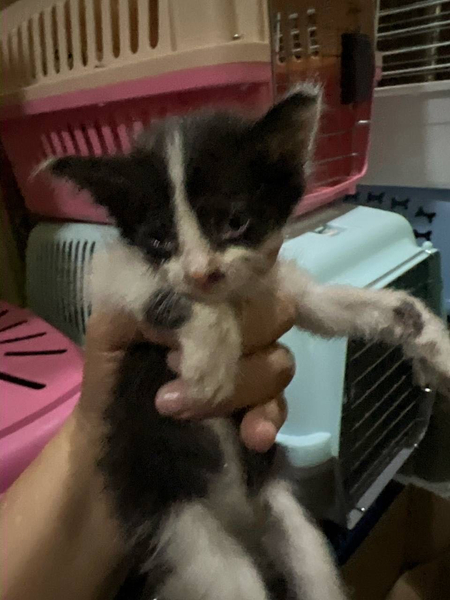 Бесплатно котята в добрые руки