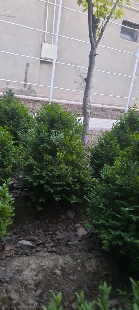 Шамшод оптомга берилади