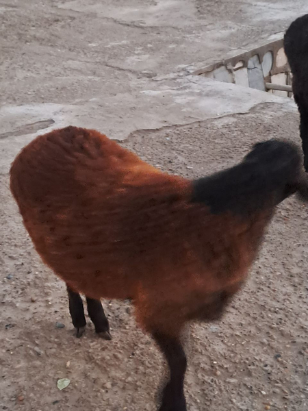 Кучкорлар сотилади