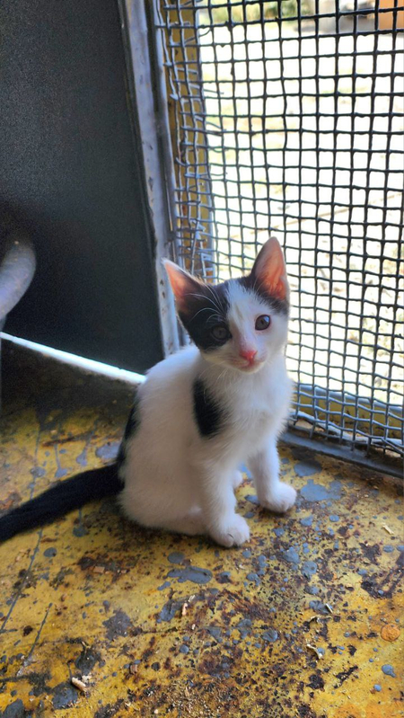 Котята даром в добрые руки