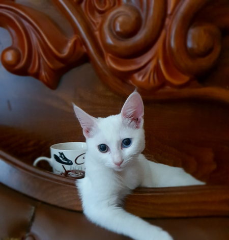 Турецкий авангар