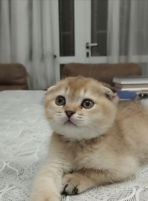 Золотая шиншилла девочка