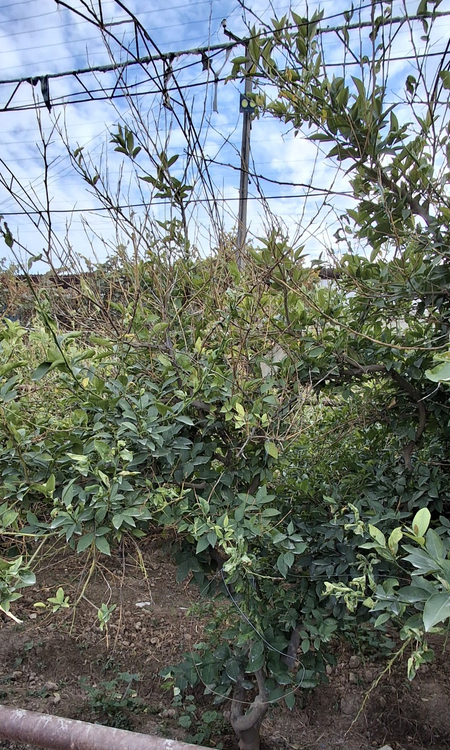 Limon daraxtlari sotiladi