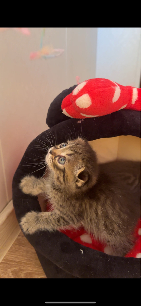 Скотиш фолд