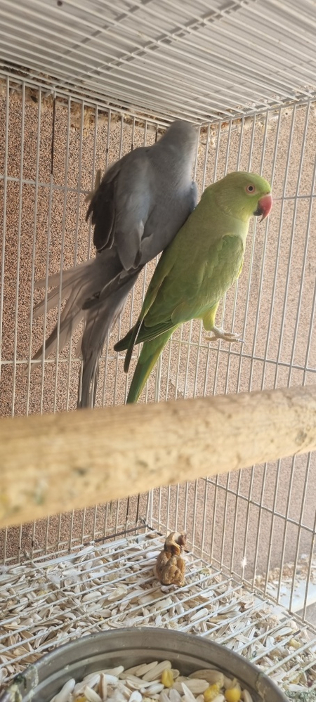 Toʻti qush turli xillari bor