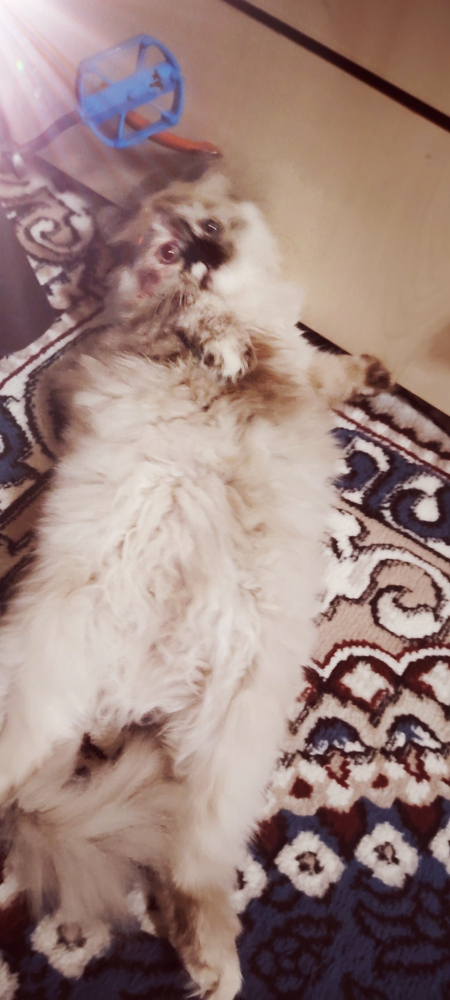 Mushuk sotildi Qizbola