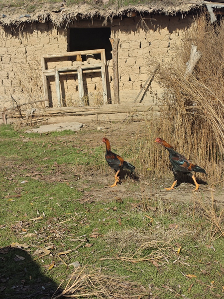 Dakan Xoroz sotiladi