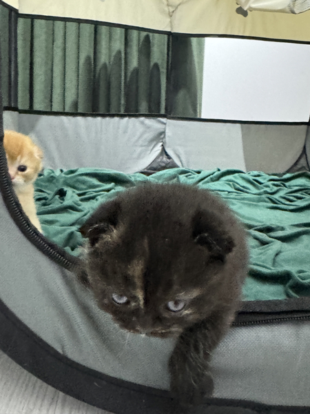 Котёнок девочка
