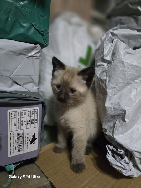 Котята Сиамские