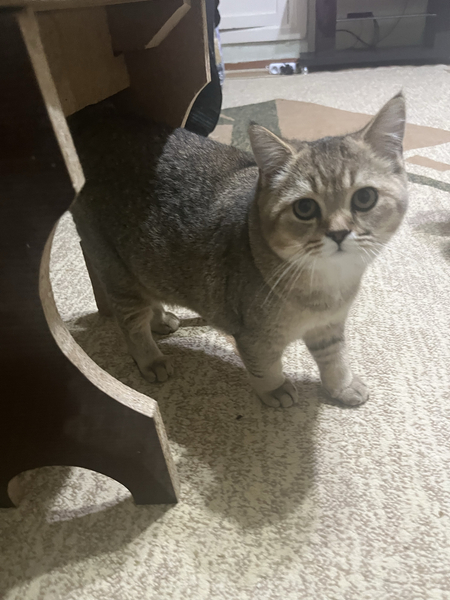 Шотланксий кот