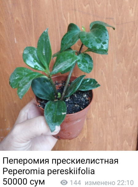 Продаются пепиромии фиттония
