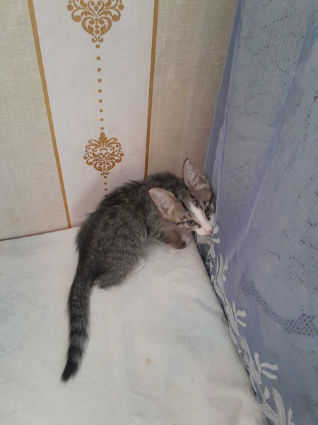 Отдам котят в хорошие руки. Бесплатно