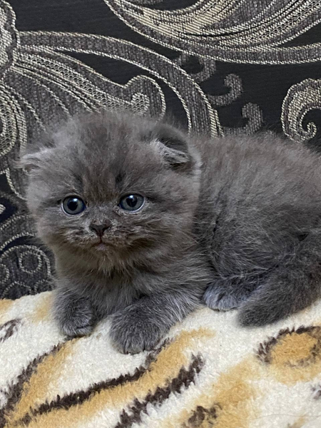 Вязка! Красавец кот Скотиш фолд