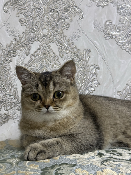 Продается красивая Золотая Шиншилла