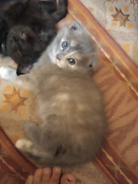 Mushuk bolalari sotiladi shkot folt,strayt