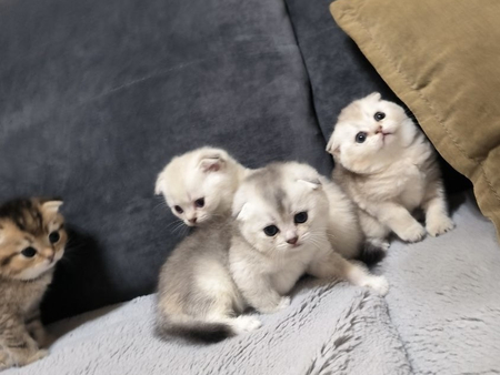 Продаются котята