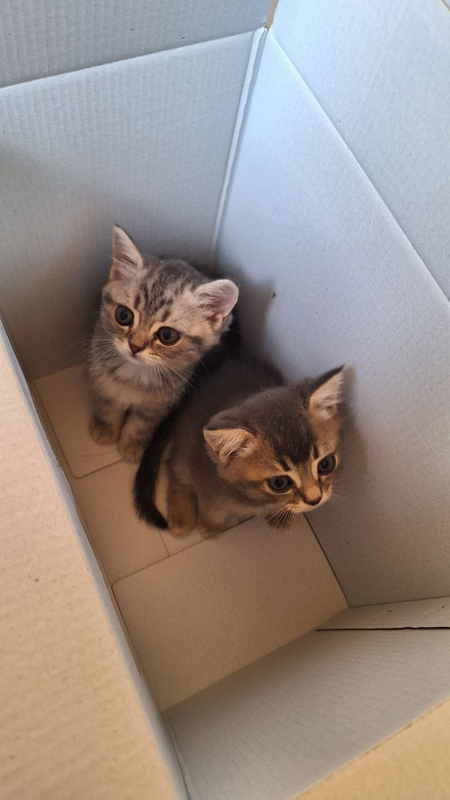 Котята, шиншила, 1, 5 месяц