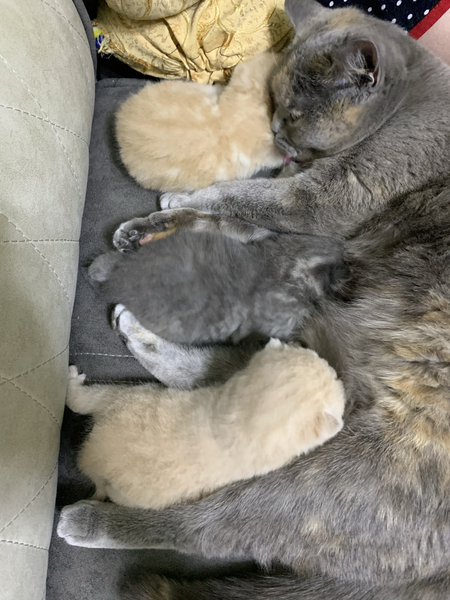 Кошка скотш страйт