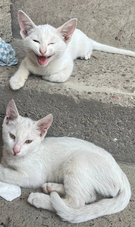 Отдам даром 2 белый котят