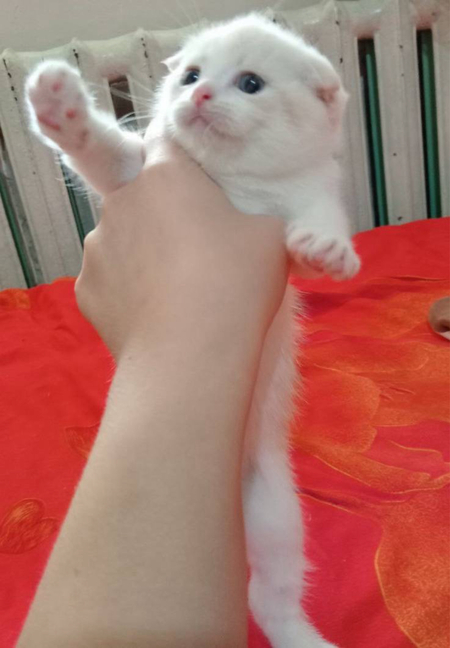 Шодланский скоттищ фолд