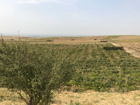 Виноградник в Паркентской области - 70га
