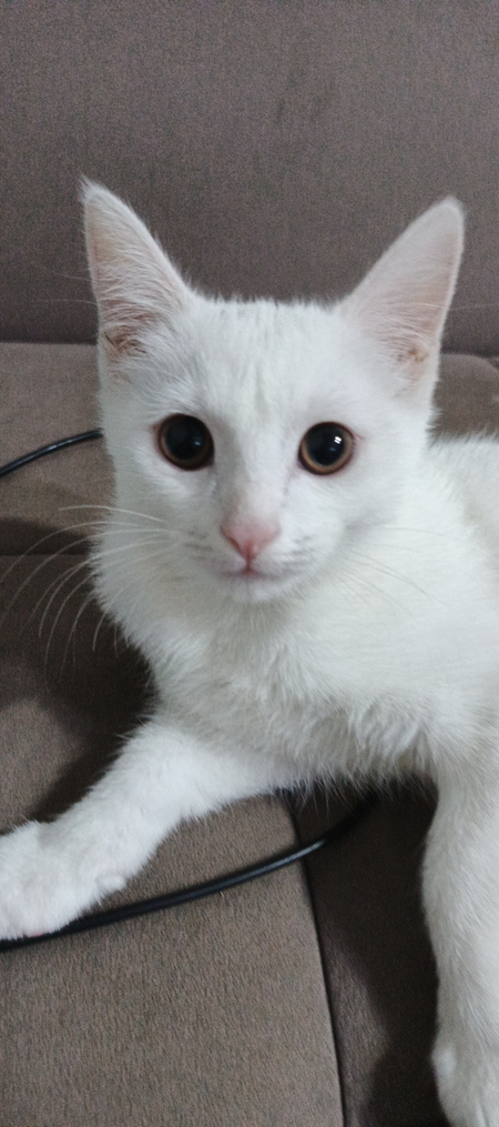 Срочно продается кошка