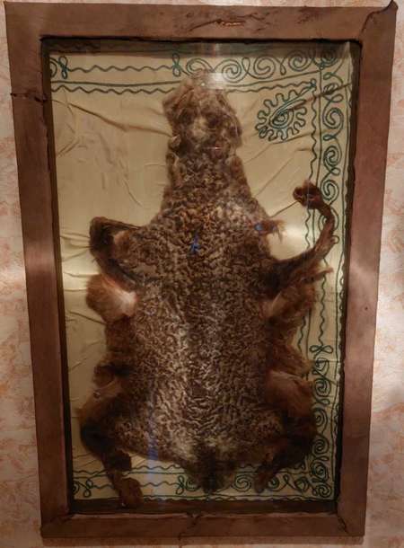 Каракульча под стеклом