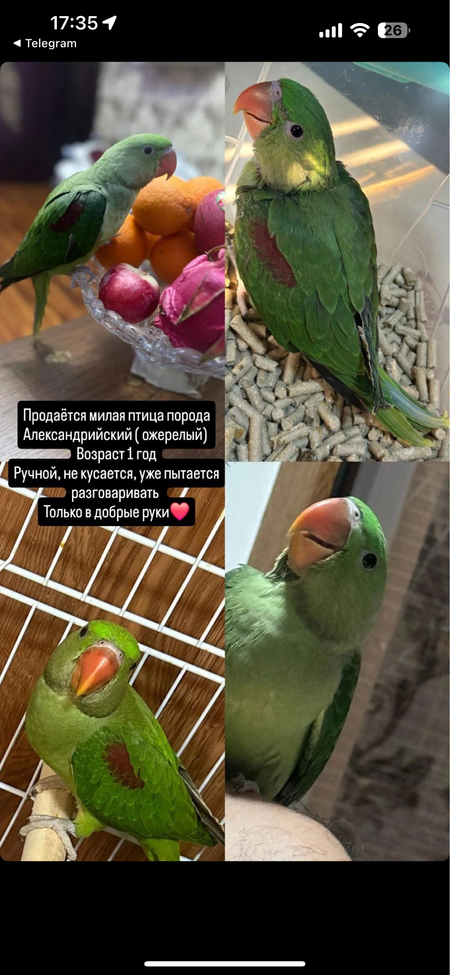 Александрийски попугай срочно