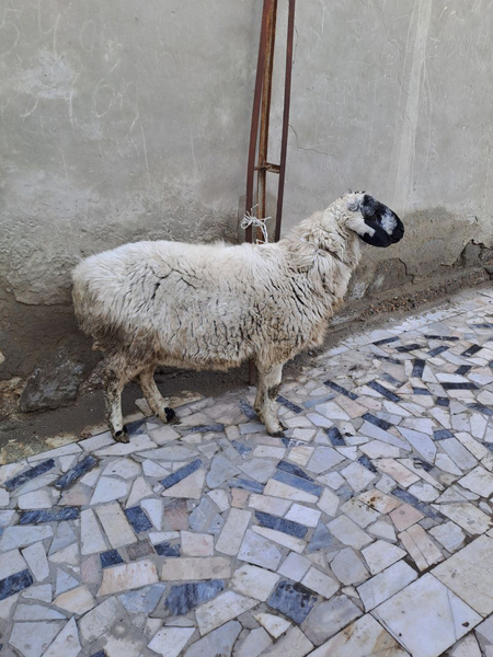 Qõchqorlar va qõylar sotiladi