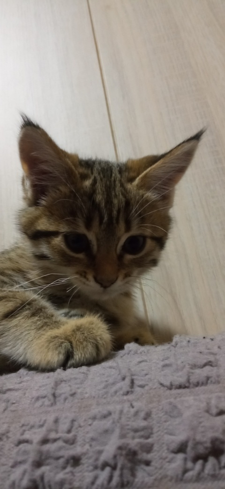 Продаётся котята  страйты