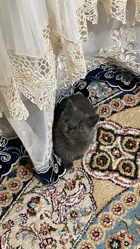 Британский котёнок