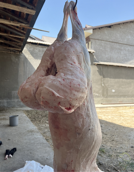 Живые бараны, тирик қўйлар, калла поча, хасип