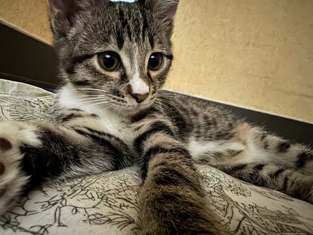 Котенок девочка в добрые руки